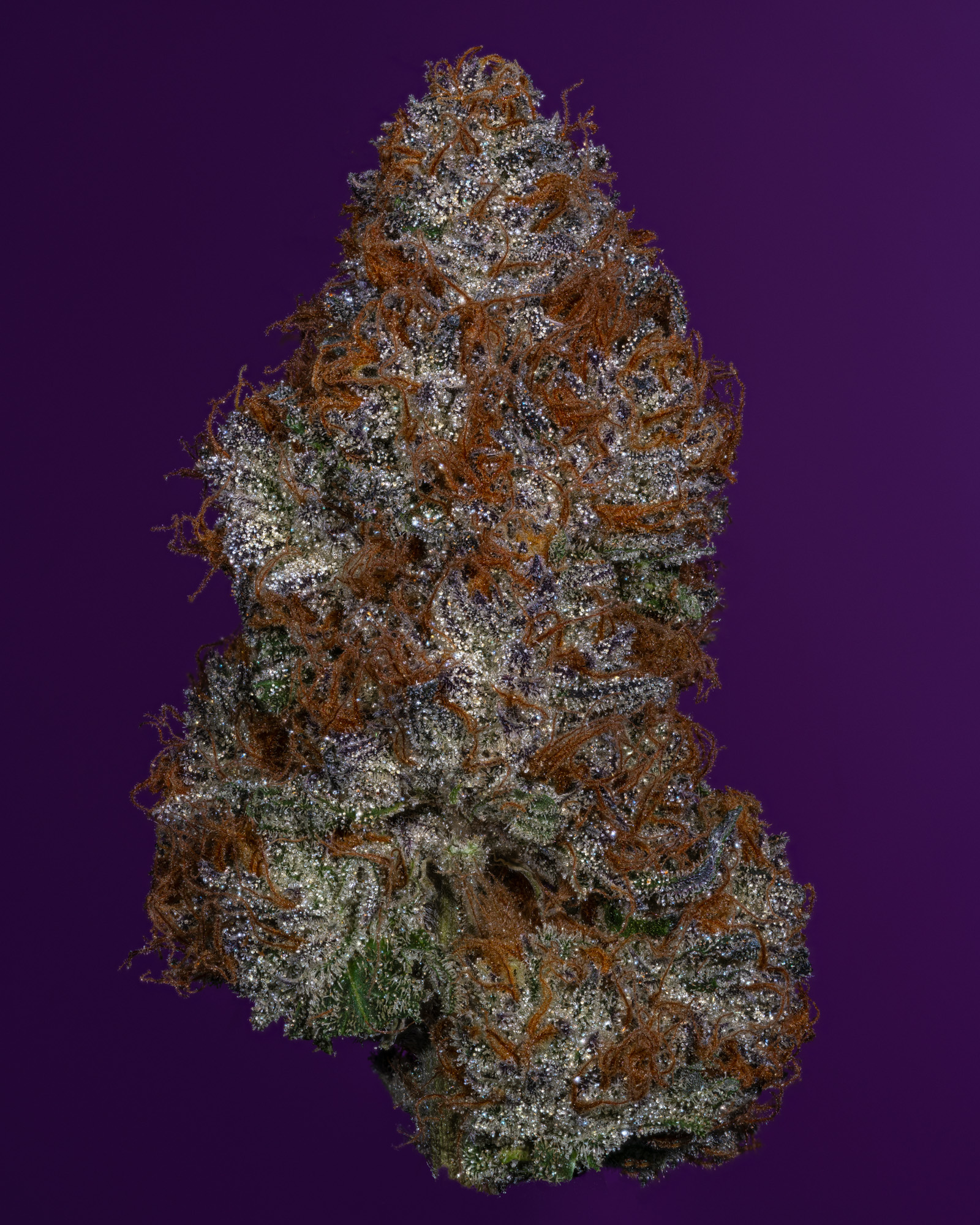 Swollen Grapes - Thicc Cannabis